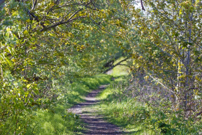 Beautiful Path in Nature stock photo. Image of rural - 92504596
