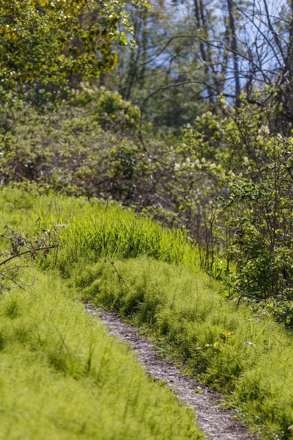 Beautiful Path in Nature stock image. Image of fall, foliage - 92504753