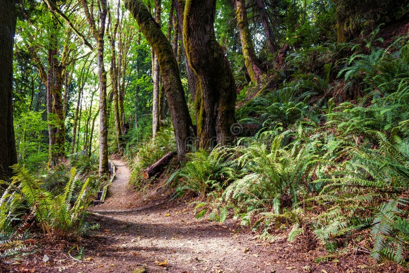 Beautiful Path through a Northwest Forest Stock Image - Image of fall ...