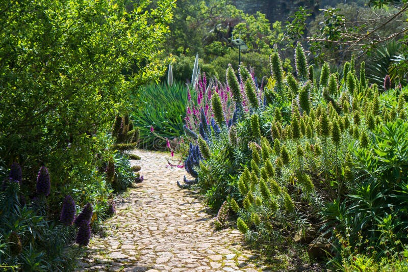 Beautiful Path in Park with Many Plants Stock Image - Image of travel ...