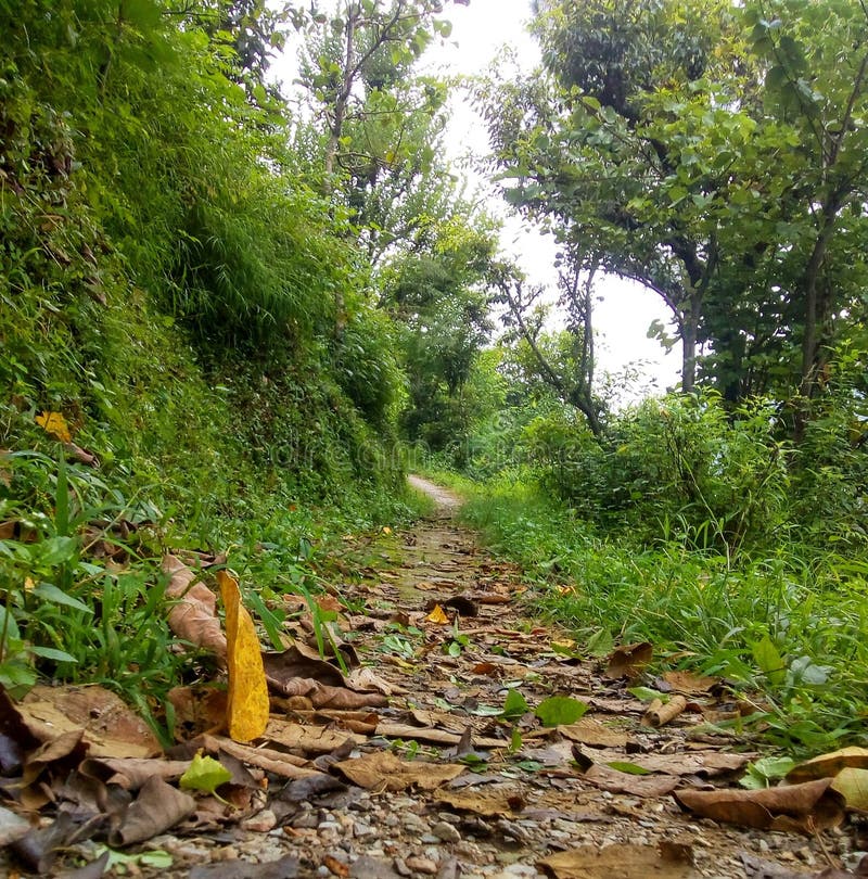 Beautiful Path Scenery between the Jungle Stock Image - Image of green ...
