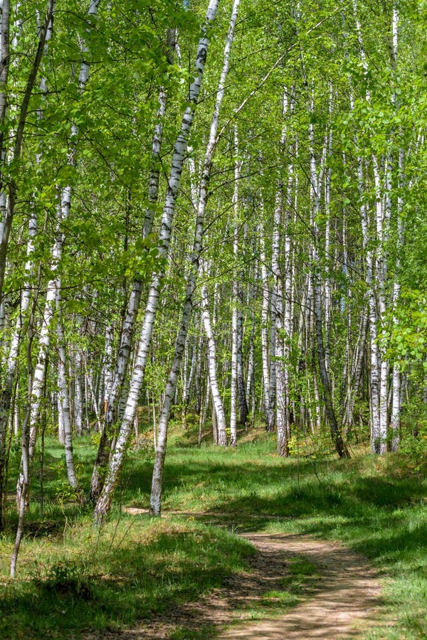 Beautiful Path in Spring Birch Forest Green Stock Photo - Image of pine ...