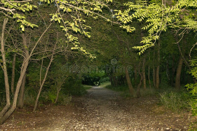 Beautiful Path in the Summer Forest Stock Image - Image of beautiful ...