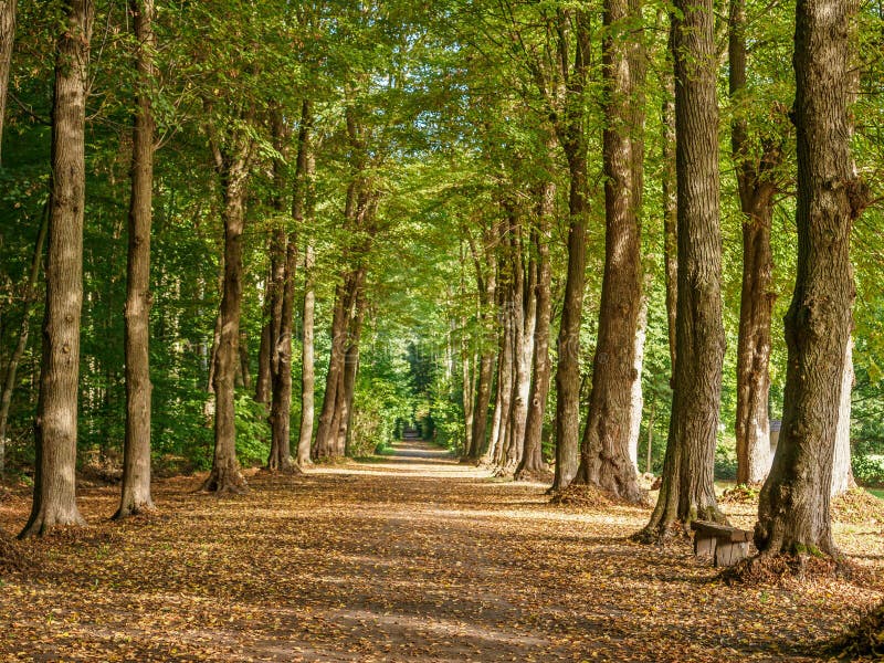 Beautiful Path Surrounded by Rows of Trees Under Sunlight Stock Image ...