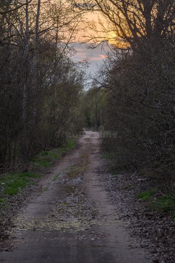 Beautiful Path To the Forest. the Road To the Sun Stock Image - Image ...