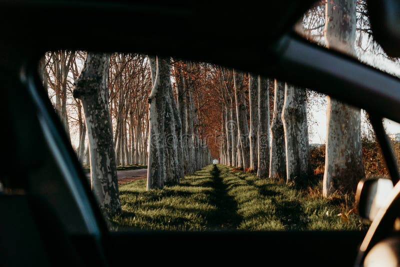 Beautiful Path of Trees Landscape at Sunset. View from Inside a Car ...