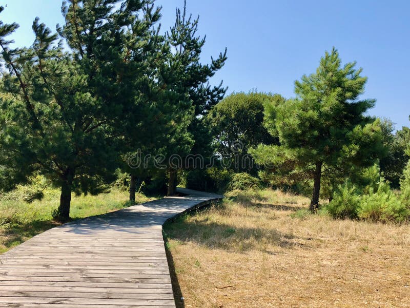 Beautiful Path for Walking, Trekking or Biking among the Trees Stock ...
