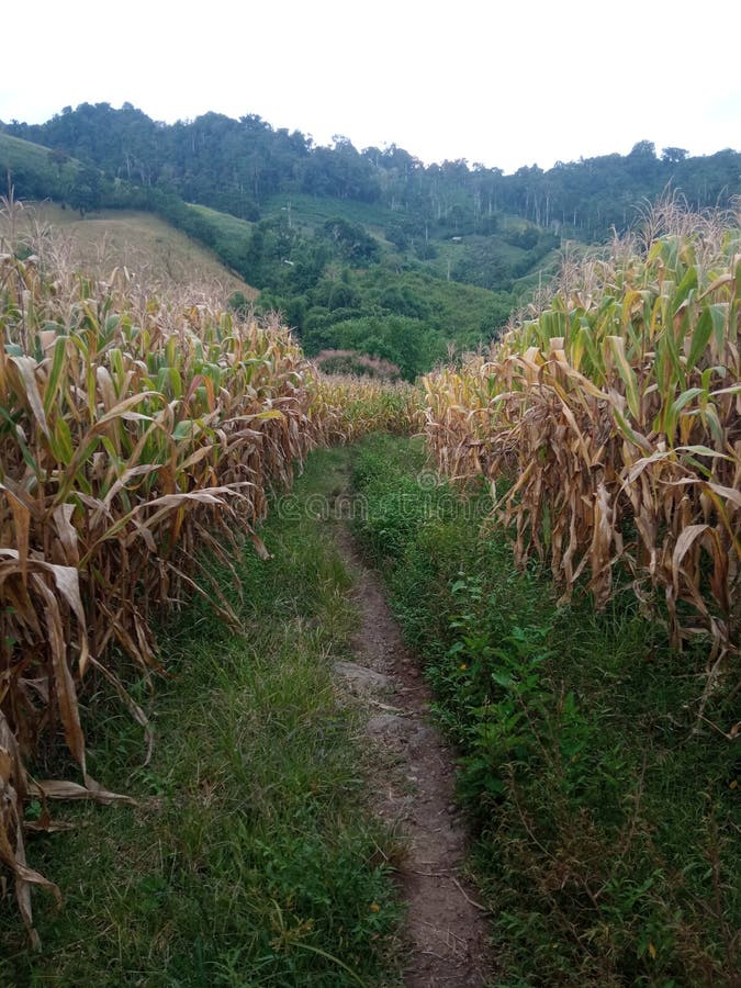 Beautiful Paths Around the Corn, and Beautiful Views of the Hills ...