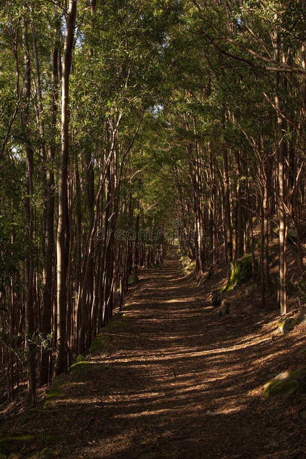 Beautiful Pathway Covered in Fallen Leaves and Surrounded by Trees ...