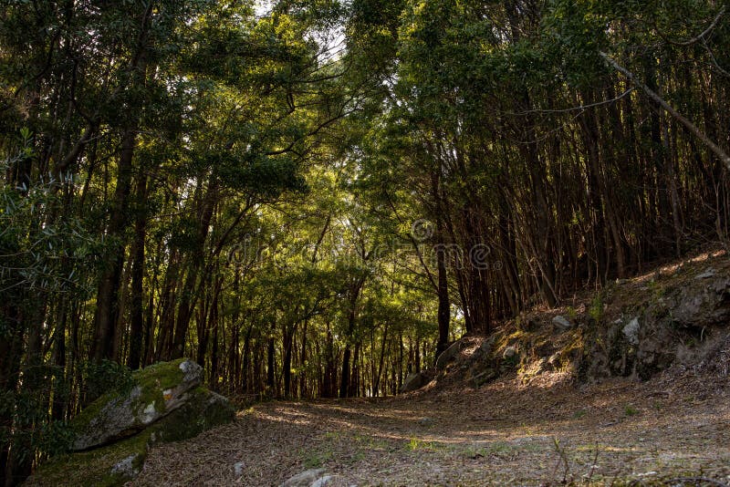 Beautiful Pathway Covered in Fallen Leaves and Surrounded by Trees ...