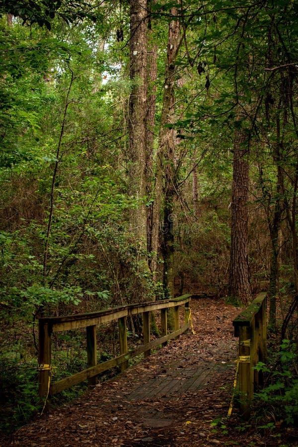Beautiful Pathway in the Green Forest Stock Photo - Image of garden ...