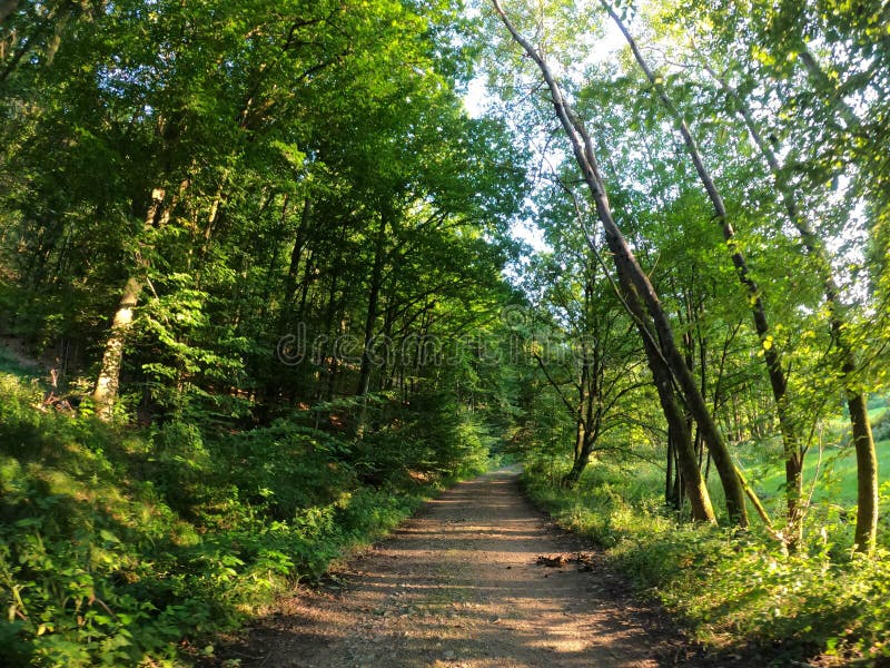Beautiful Pathway in the Green Forest Stock Image - Image of path ...