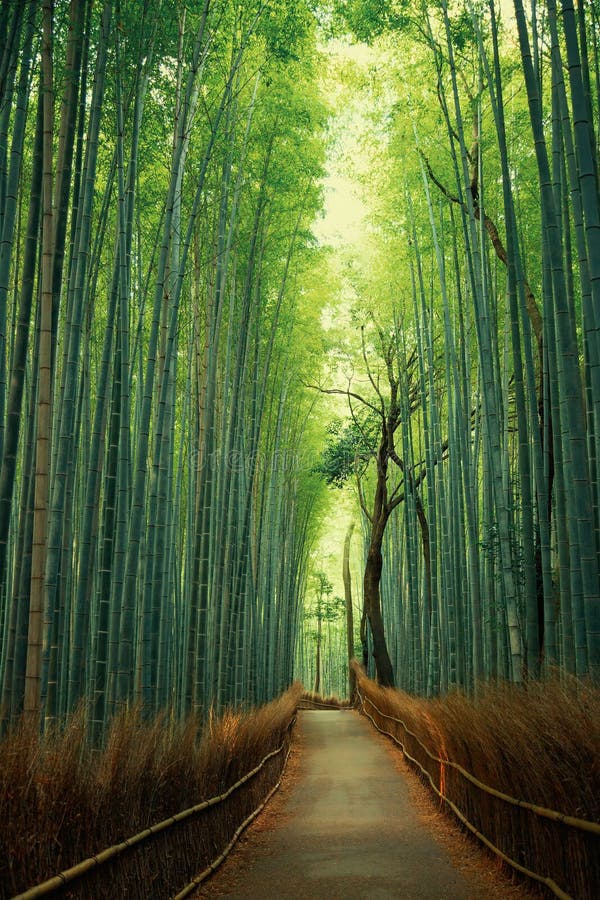 Pathway in Bamboo Forest stock image. Image of nature - 62523461