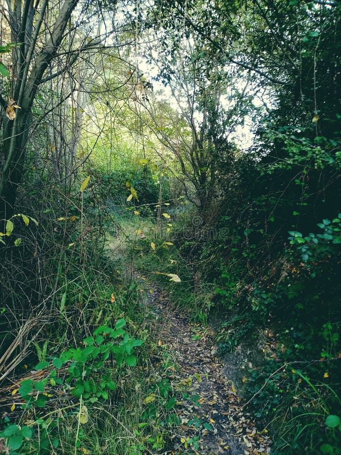 Beautiful Pathway in Nature Stock Image - Image of leaves, beautiful ...