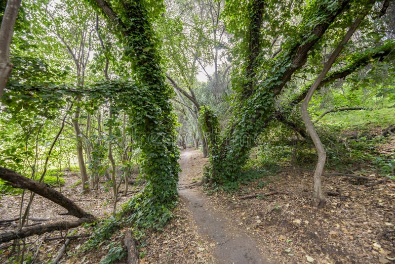 Beautiful Pathway through Trees Covered in Ivy Stock Image - Image of ...