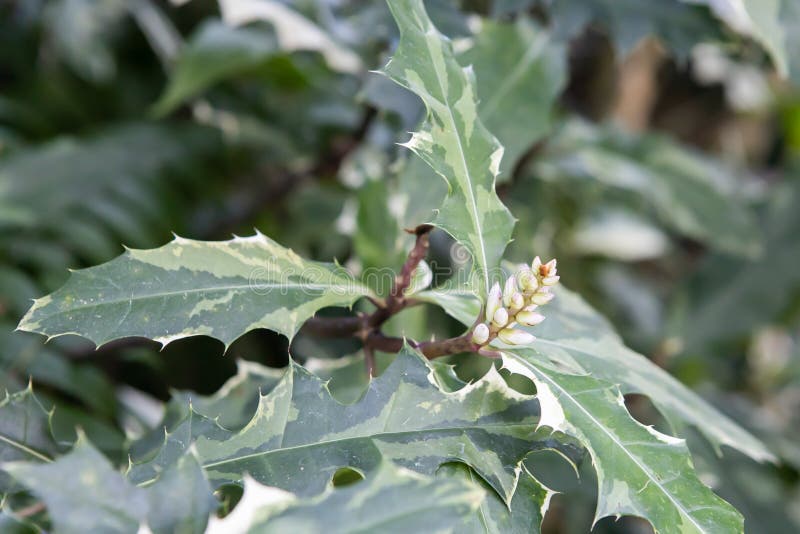 The Beautiful Pattern Acanthus Ebracteatus Stock Image - Image of ...