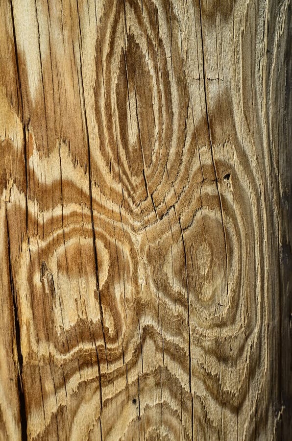 Beautiful Pattern of Annual Rings on Old Wood Stock Photo - Image of ...