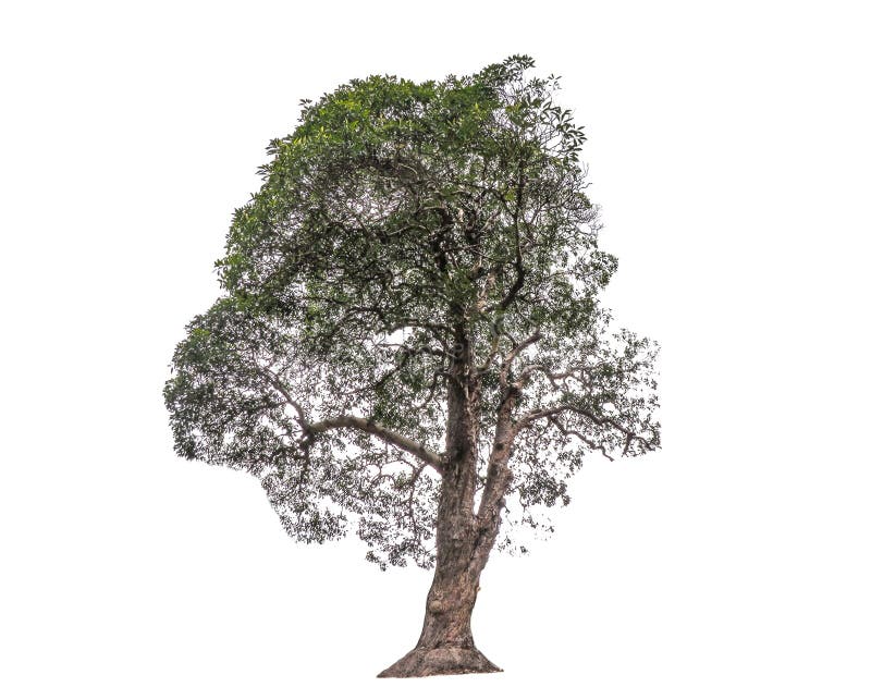 Beautiful Green Tree Isolated on White Background. Stock Image - Image ...