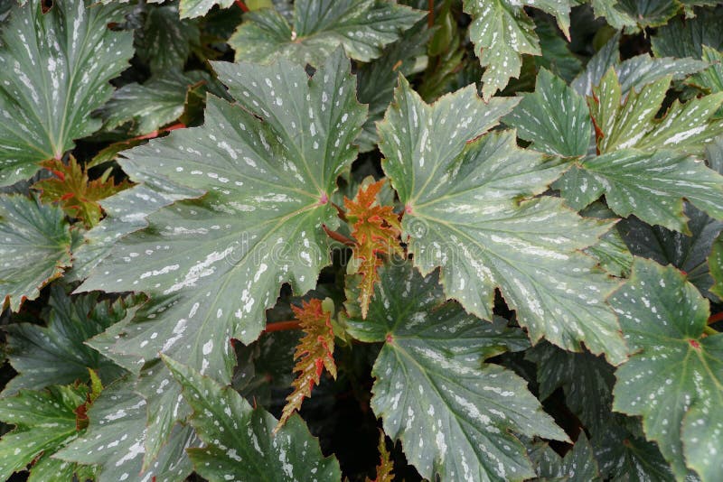 Beautiful Pattern of Cane-like Begonia `Lana` Leaves Stock Image ...