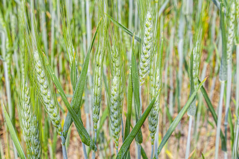 Beautiful Pattern of Green Grain in Corn Field Stock Image - Image of ...