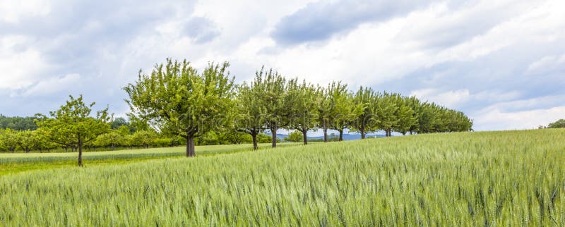Beautiful Pattern of Green Grain and Trees Stock Image - Image of ...