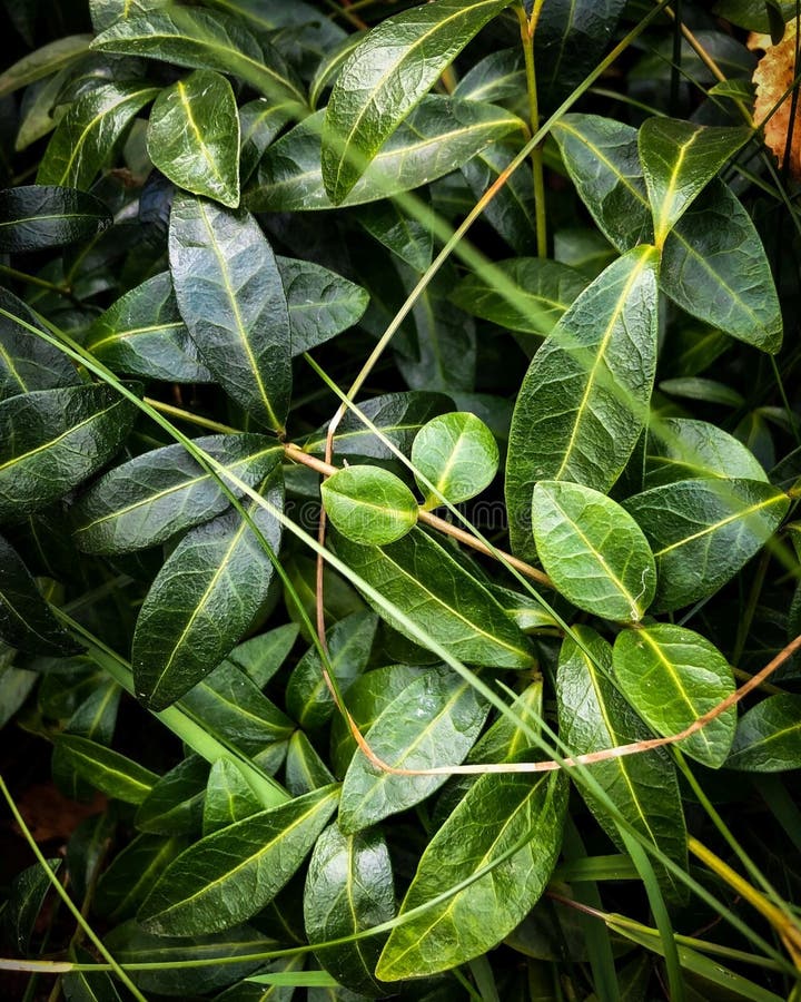 Beautiful Pattern of Green Leaves of Periwinkle Plant Stock Photo ...