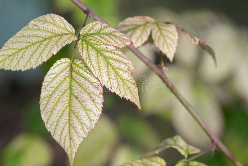 Beautiful Pattern on Raspberry Leaves. Plant Background Stock Image ...