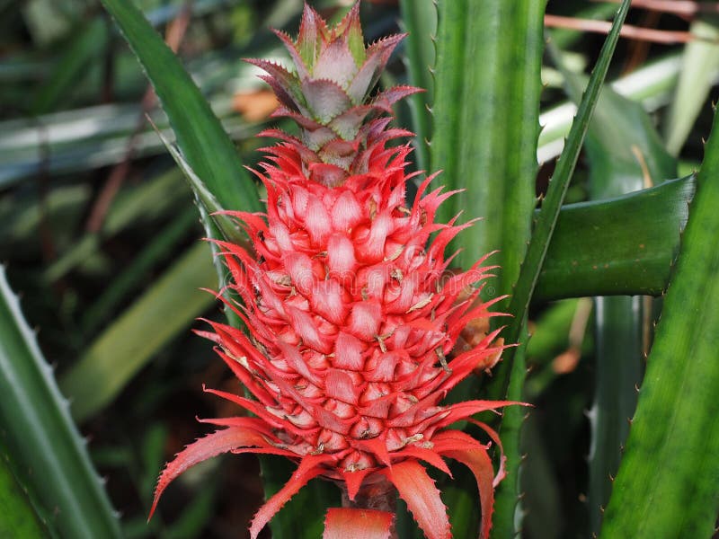 Beautiful Pattern of Red Pineapple Which Growth in the Forest Stock ...