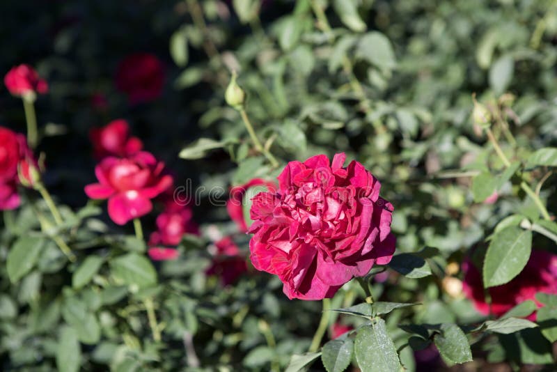The Beautiful Pattern Red Rose Stock Photo - Image of nature, green ...