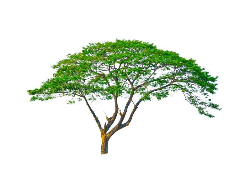 Beautiful Shape of Green Tree Isolated on White Background. Stock Photo ...