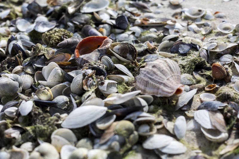 Beautiful Pattern with Small Seashells, Kinburn Foreland Shore, Black ...