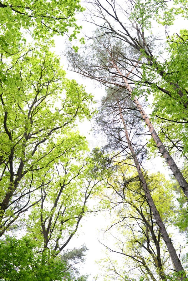 Beautiful Curves of Deciduous Tree Branches on Sky Background Stock ...
