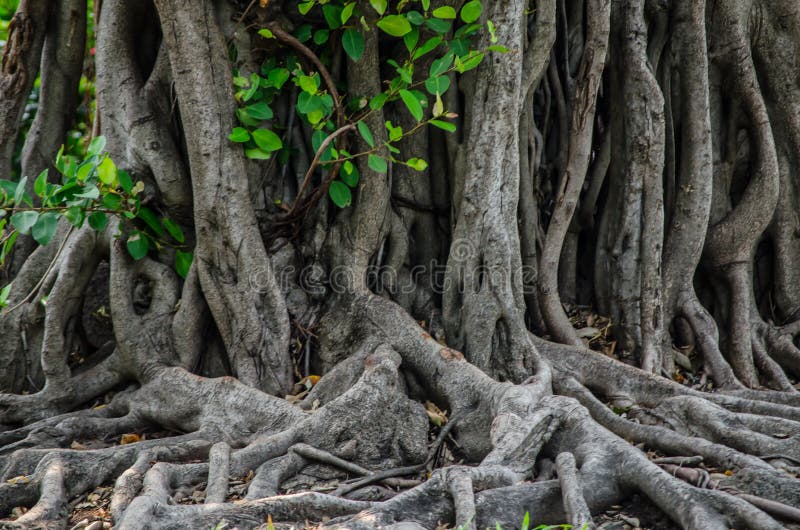 The Pattern of Tree Roots at Botanical Garden. Stock Photo - Image of ...