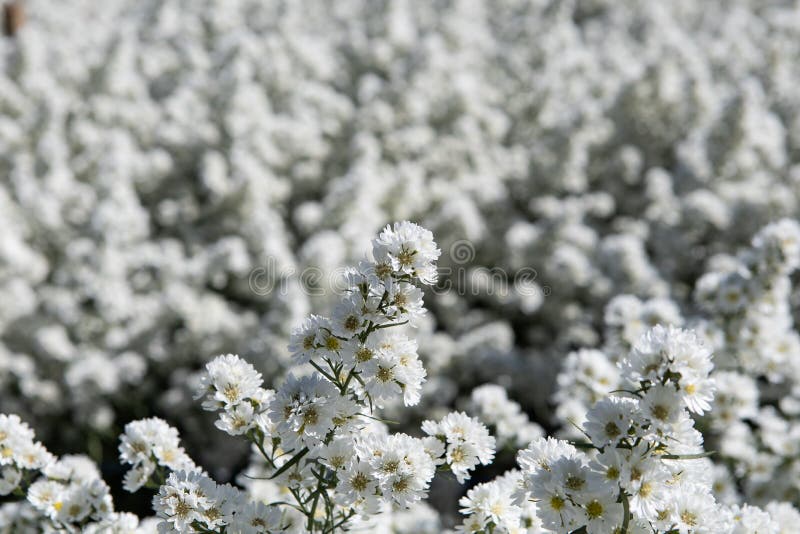 172 Beautiful Pattern White Cutter Flower Stock Photos - Free & Royalty ...