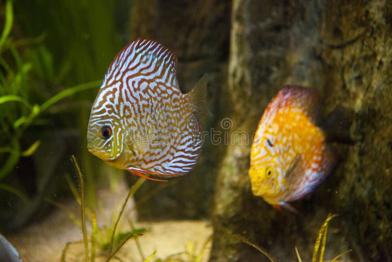 Beautiful Patterned Fishes in Aquarium Stock Photo - Image of green ...