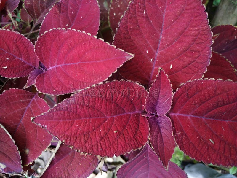 Beautiful Patterned Red Leaf Texture Stock Photo - Image of deciduous ...