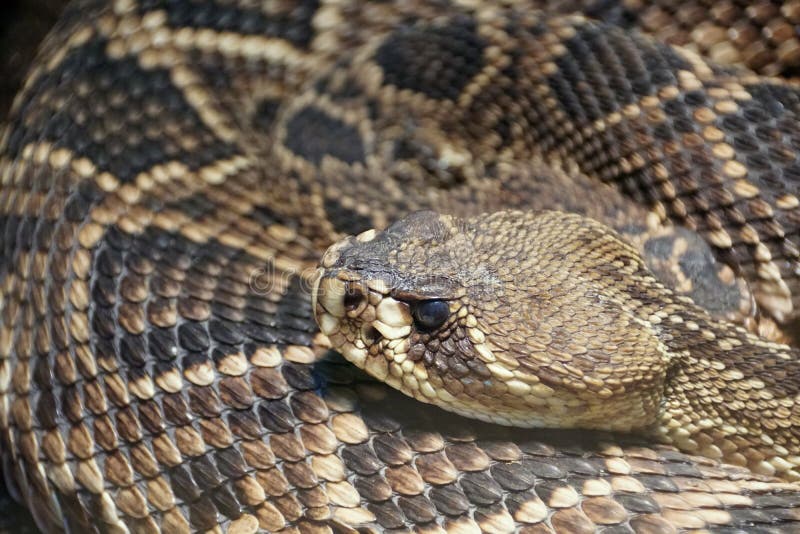 Beautiful Patterns of Eastern Diamondback Rattlesnake Stock Photo ...