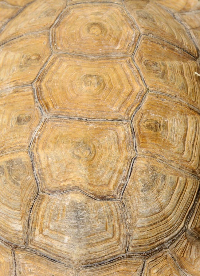 Beautiful Patterns on Hard Tortoise Shell Stock Image - Image of ...