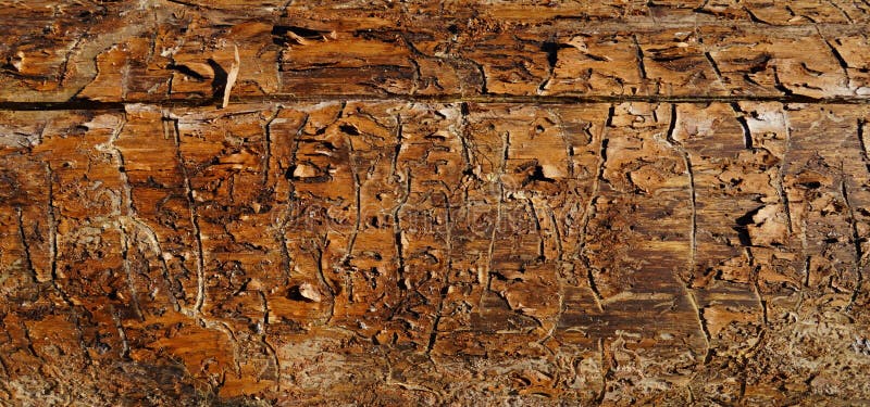 Beautiful Patterns on the Tree Under the Bark. Stock Image - Image of ...