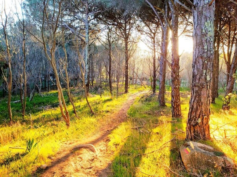 Beautiful and Peaceful, Forest Being Lit by the Sun from the Setting ...