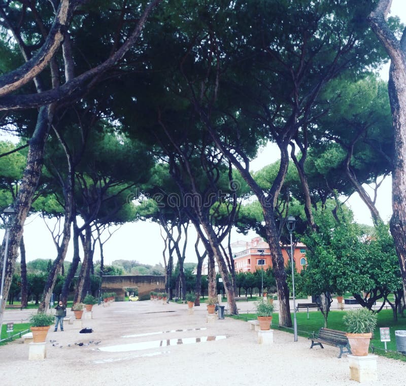 Orange tree park in Rome stock image. Image of rome - 115788827