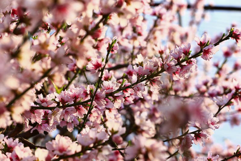 Beautiful peach blossom stock photo. Image of garden - 220439380