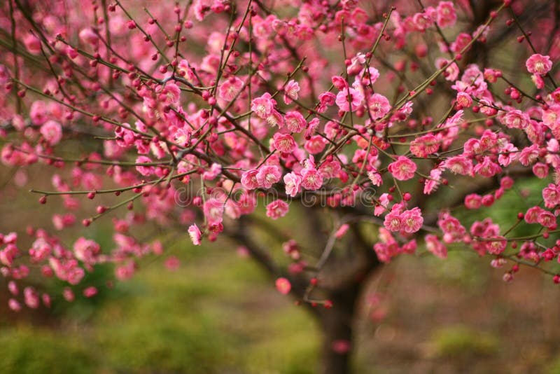 Beautiful Peach Blossom in China Stock Image - Image of china, beauty ...