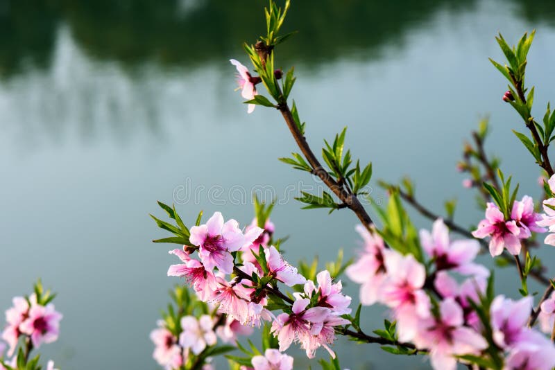 The Beautiful Peach Blossom Stock Image - Image of spring, peach: 143466163