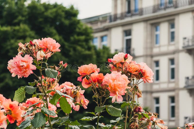 Beautiful Peach Colored Roses Stock Image - Image of green, fresh: 84125471