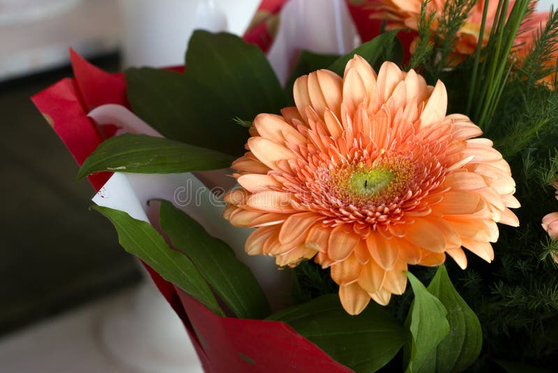 Beautiful Peach Gerbera Close-up in a Bouquet. Bouquet of Spring Beige ...