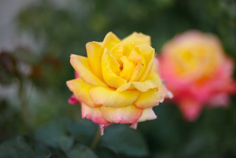 A Beautiful Peach Orange Rose in the Garden Stock Image - Image of ...