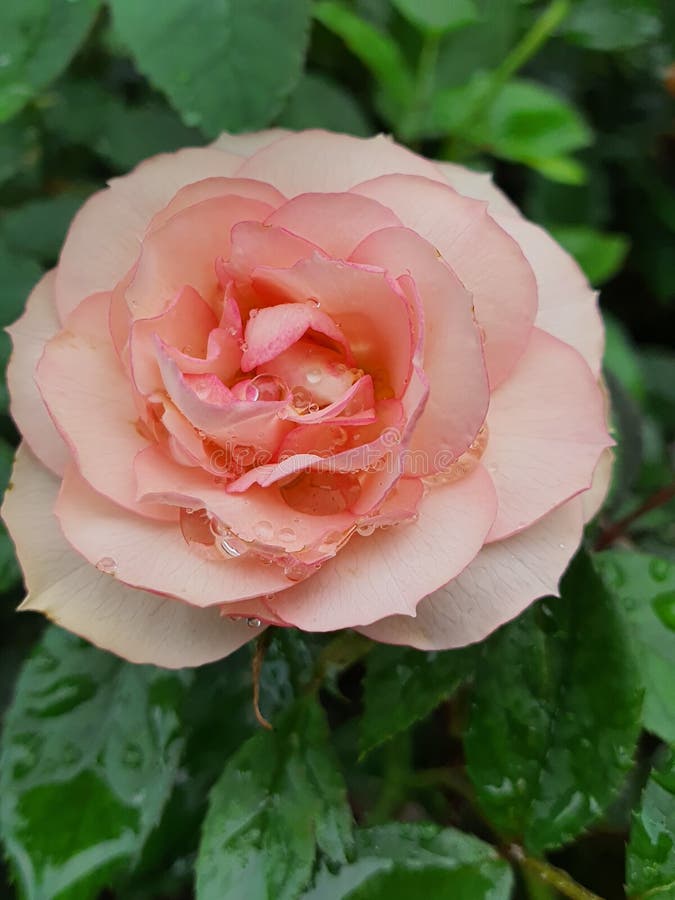 A Beautiful Peach Rose Flower in the Garden Stock Photo - Image of ...