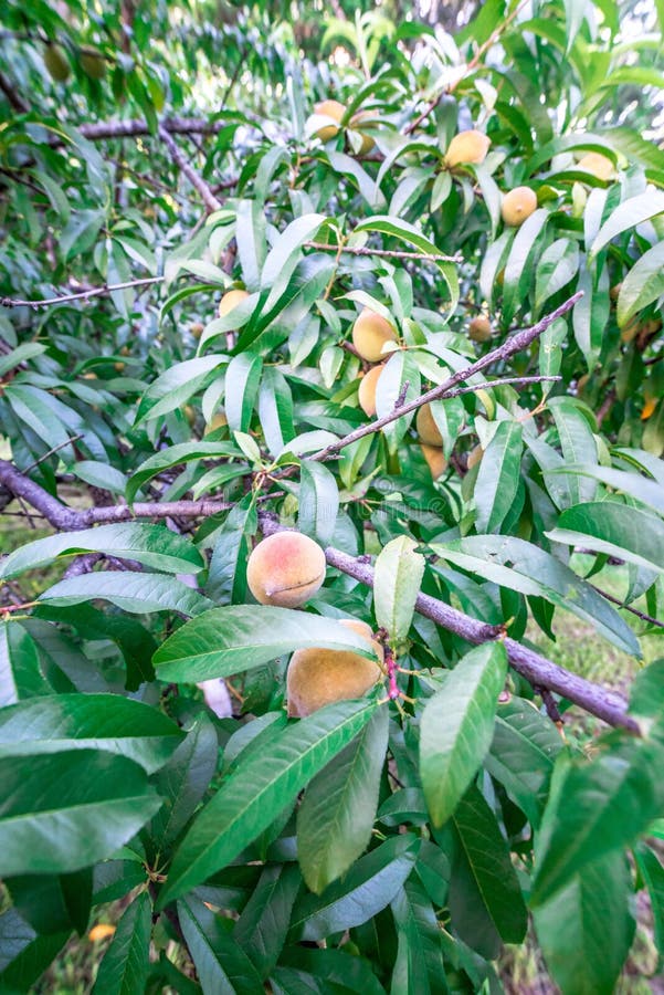 Beautiful Peach Tree with Ripe Peaches Stock Photo - Image of flora ...