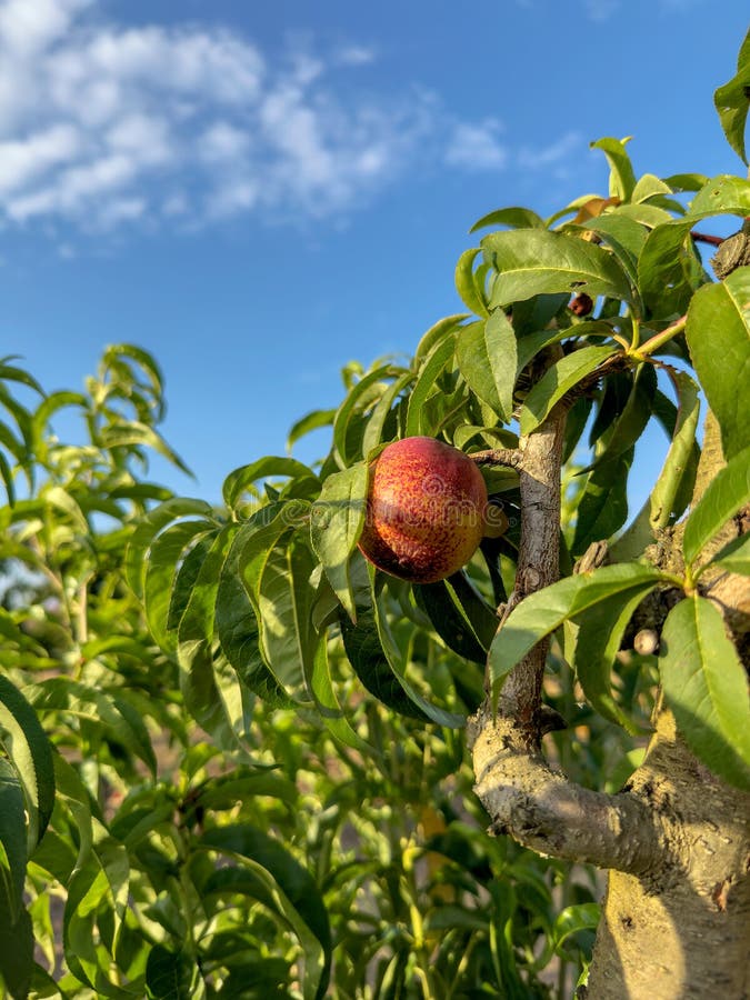 Beautiful Peaches on a Tree in Late Daylight Stock Photo - Image of ...